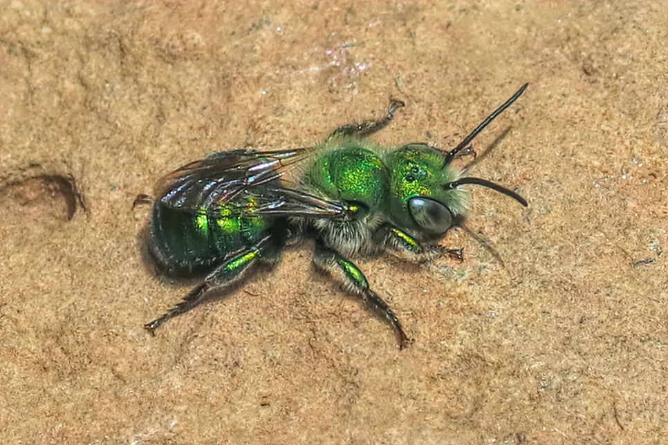 Osmia aglaia from Thurston County, WA, USA on June 9, 2019 at 12:14 PM ...