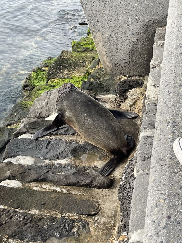 Brown Fur Seal from Eastern Beach Rd, Geelong, VIC, AU on August 3 ...