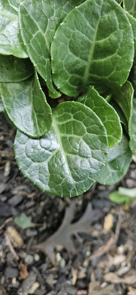 American wintergreen from Charlton, MA 01507, USA on July 26, 2024 at ...