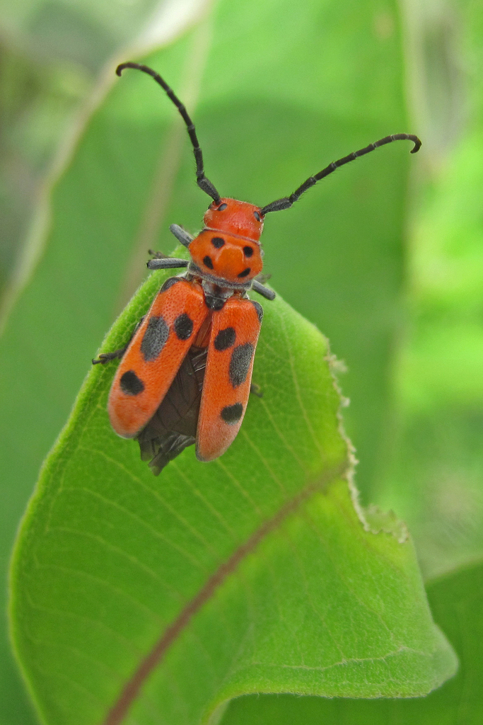 Milkweed Longhorn Beetle Red Milkweed Beetles Emerging & Mating