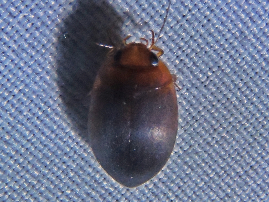 Agabetes acuductus from Arcadia St, Malden, MA 02148, USA on August 2 ...