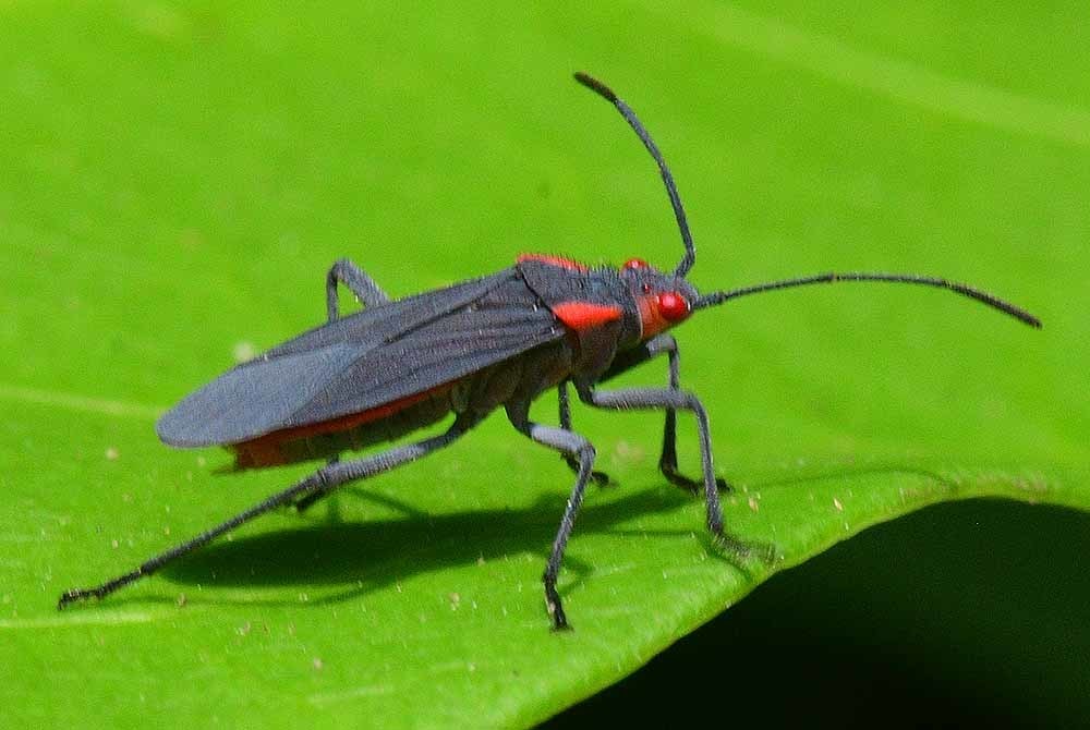 Red-shouldered Bug from Santa María Huatulco, Oax., Mexico on June 9 ...