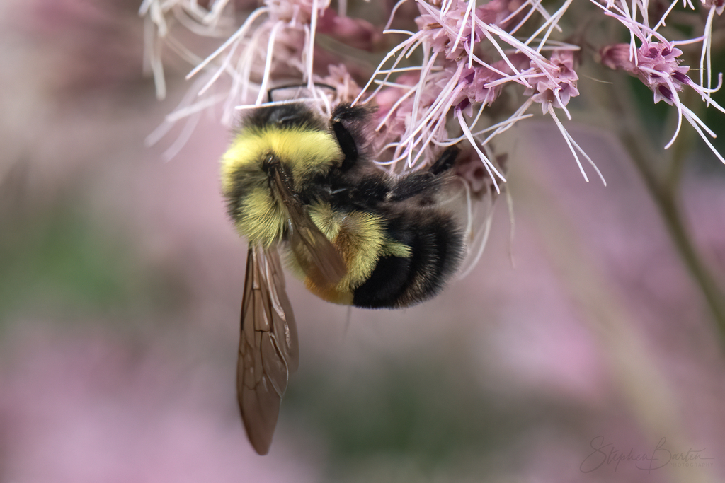 Rusty-patched Bumble Bee in August 2024 by Stephen Barten · iNaturalist