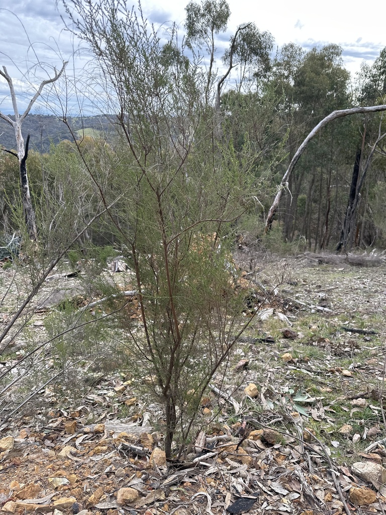 Sifton Bush from Central Ward, Reedy Creek, VIC, AU on August 3, 2024 ...