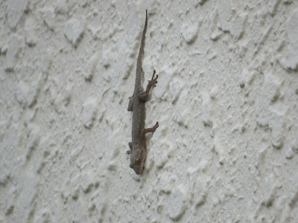 Japanese Giant Gecko from Tamachi, Narita, Chiba 286-0024, Japan on ...
