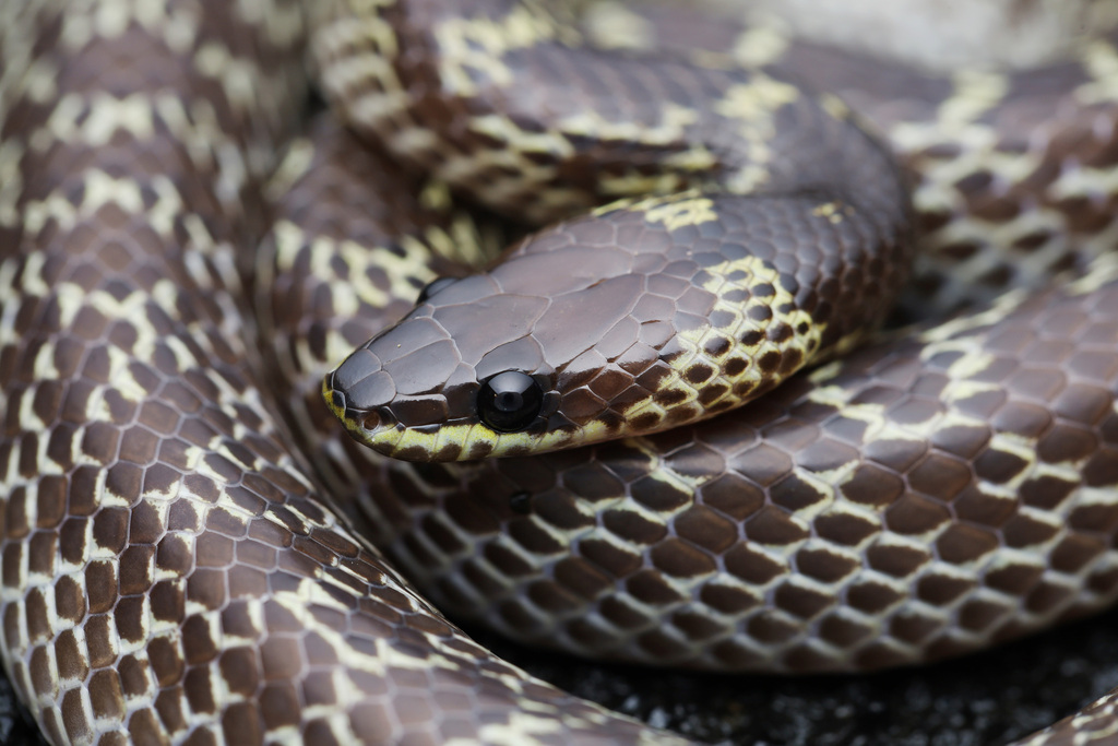 Common Wolf Snake from 香港香港島 on June 28, 2024 by Yifei Huang · iNaturalist