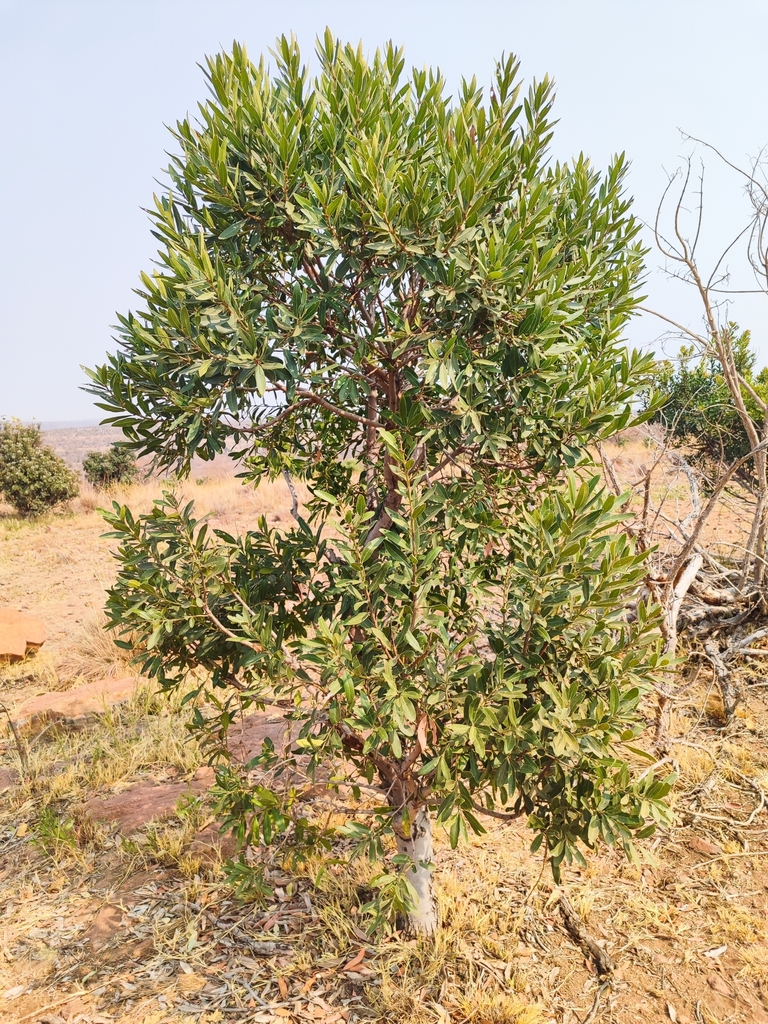 Mountain Guarri from Lephalale Local Municipality, South Africa on ...