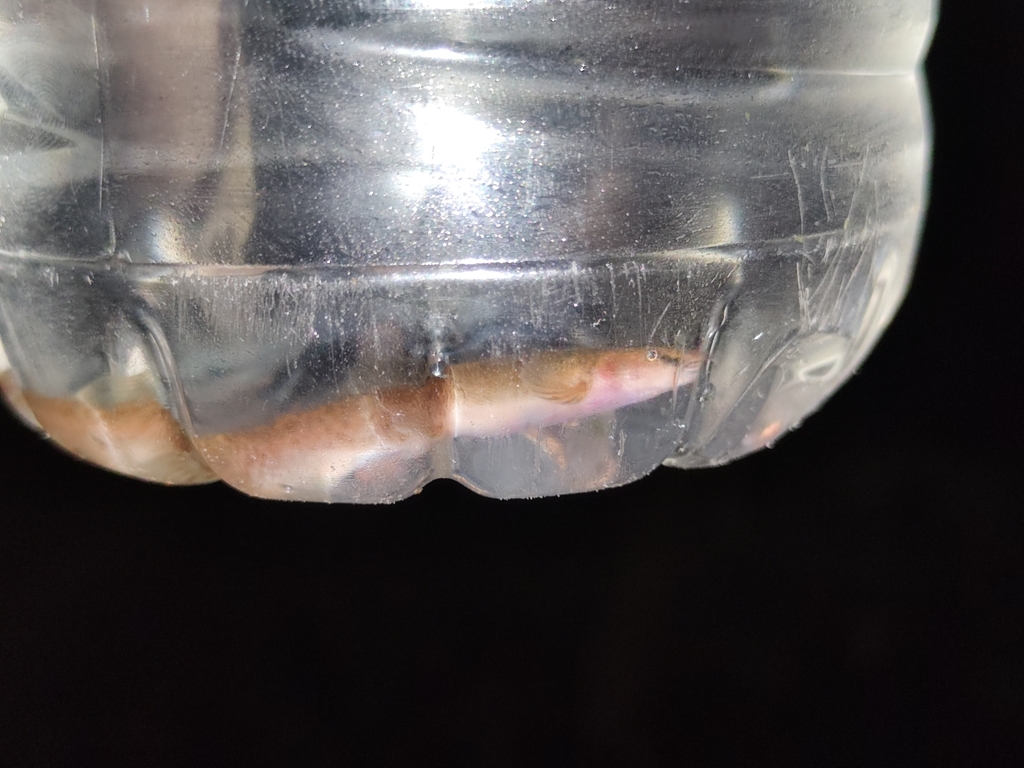 Flat-headed Loach from Huizhou, CN-GD, CN on August 02, 2024 at 09:22 ...