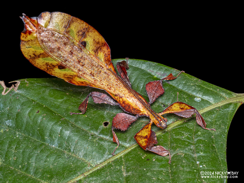Gray's Leaf Insect from Jalan Peninjau, Bukit Fraser, 49000 Bukit ...