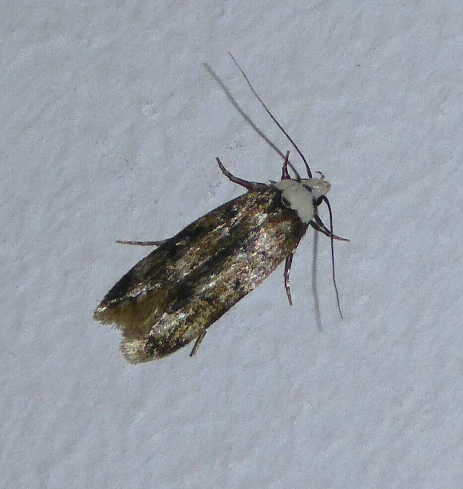 White-shouldered House Moth from Beech, Alton GU34, UK on September 4 ...