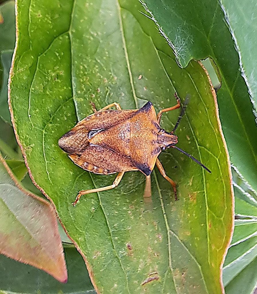northern fruit bug from Marktgemeinde Yspertal, 3683 Yspertal ...