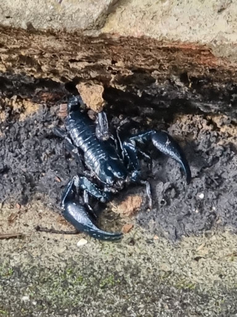 Giant Blue Scorpion from J2QM+73P, Sala Dan, Ko Lanta District, Krabi ...