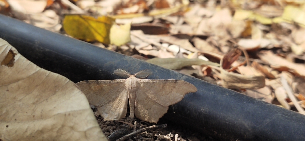 Black Looper from 5JVW+5GG Indroda Nature Park, Dholakuva, Gandhinagar ...