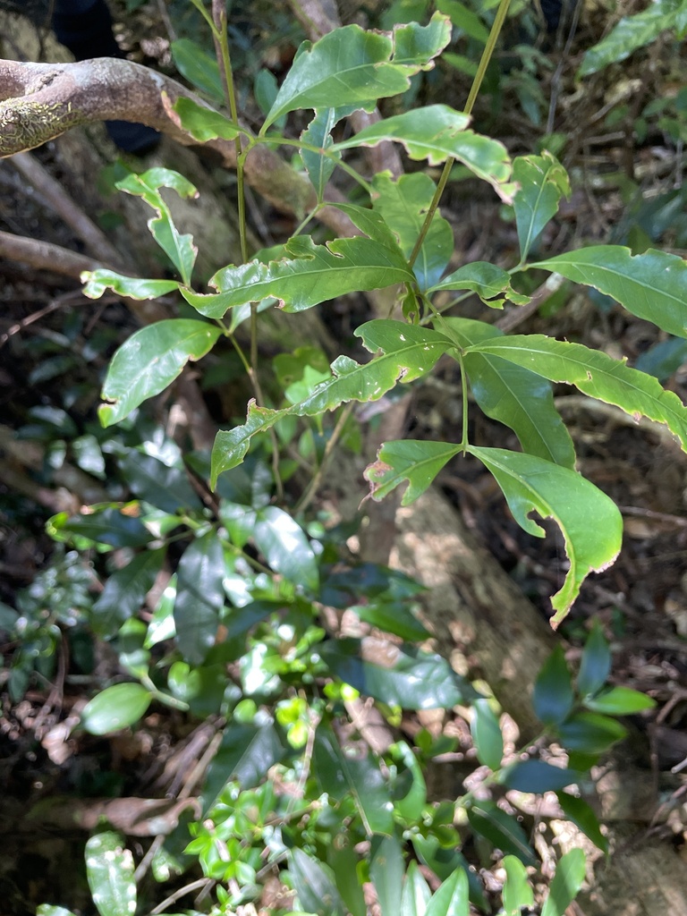 Guioa acutifolia from Cooloola (excl. Gympie), Great Sandy, AU-QL, AU ...