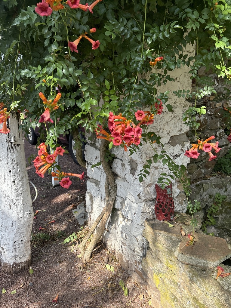 American trumpet vine from York Rd, Doylestown, PA, US on August 3 ...