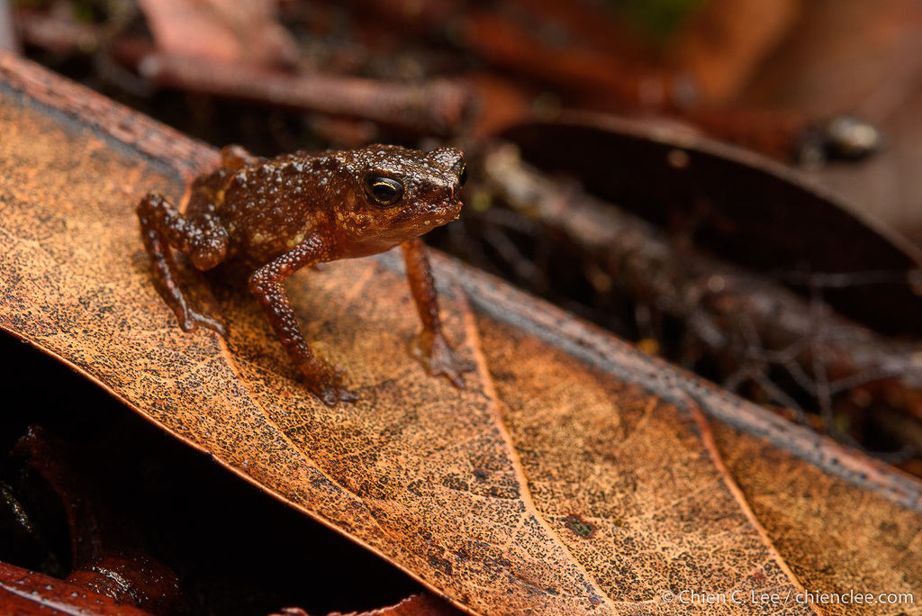 Linanit Dwarf Toad in May 2017 by Chien Lee · iNaturalist