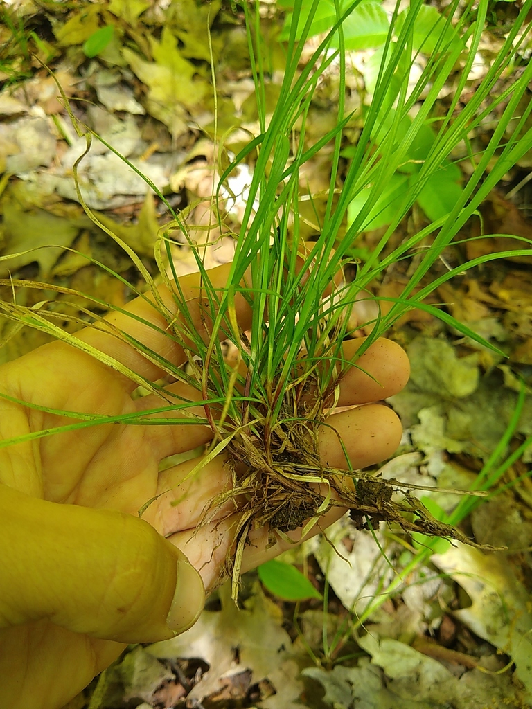 Peck's sedge in June 2019 by Alex Graeff · iNaturalist