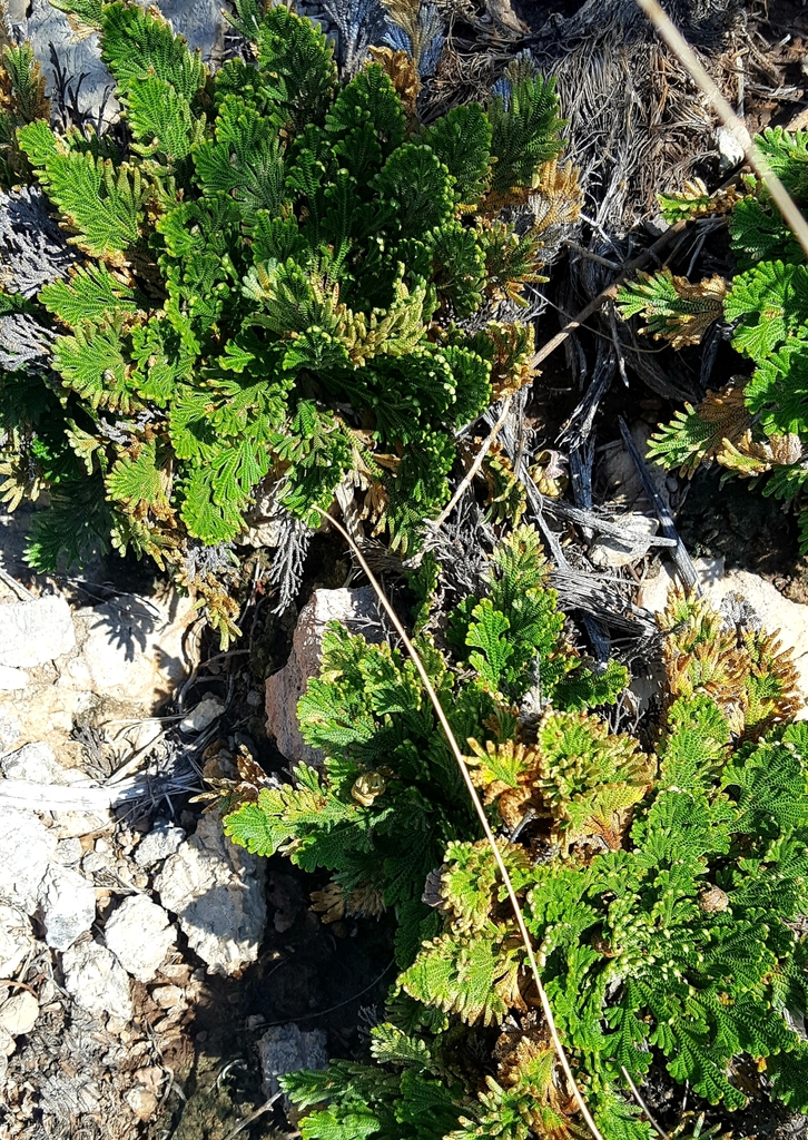 resurrection plant in July 2018 by Tim Jetton · iNaturalist