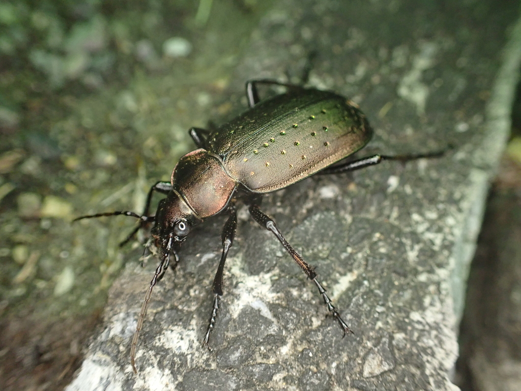 Calosoma chinense from 日本、〒305-0006 茨城県つくば市天王台 on August 03, 2024 at 10 ...