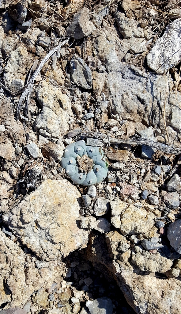 Peyote in July 2018 by Tim Jetton · iNaturalist