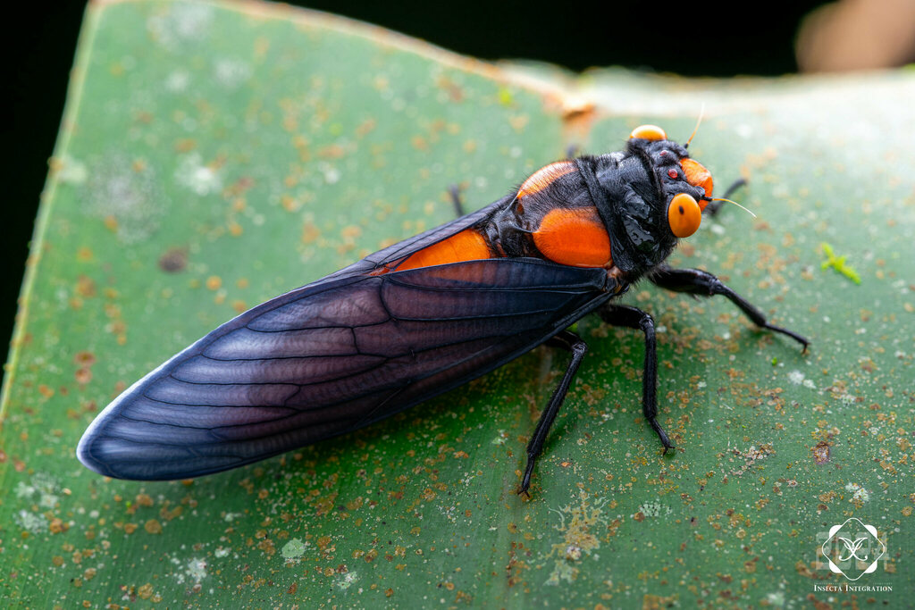 Black and scarlet cicada from 中国海南省乐东黎族自治县 on July 26, 2024 at 03:31 PM ...