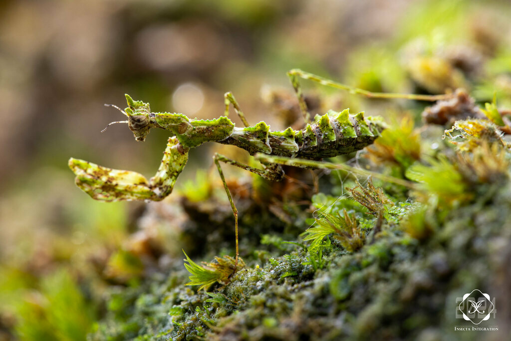 Haania vitalisi from 中国海南省乐东黎族自治县 on July 26, 2024 at 10:10 PM by ...