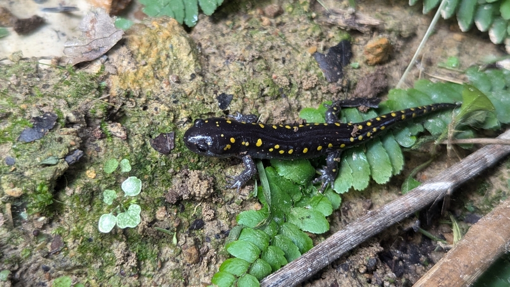 Spotted Salamander from Durham, NC 27712, USA on August 2, 2024 at 08: ...