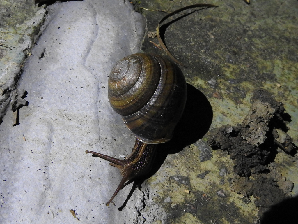 Camaena hainanensis xanthoderma from 中国广东省深圳市罗湖区 on August 2, 2024 at ...