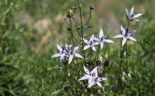 Marsh Felwort (Earthwatch - Acadia Field Guide - Plants) · iNaturalist