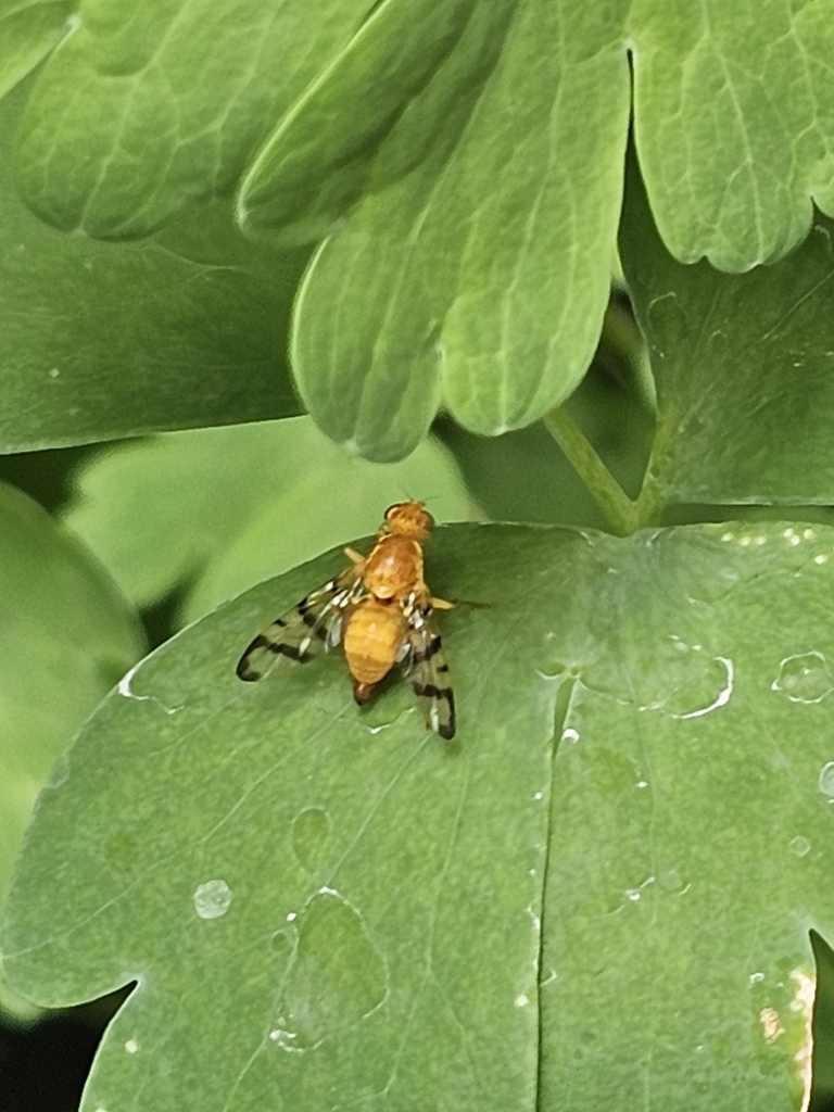 Rose Hip Fly in August 2024 by Calvin Murphy · iNaturalist