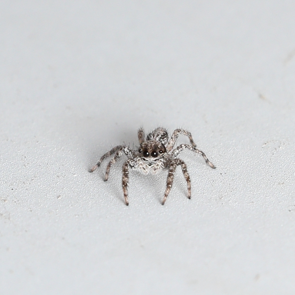 California Flattened Jumping Spider in August 2024 by Lane Nielson ...