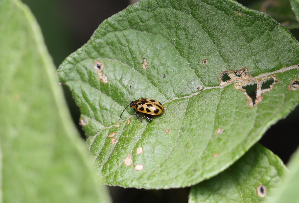 Capraita conspurcata from 04510 Ciudad de México, CDMX, México on July ...