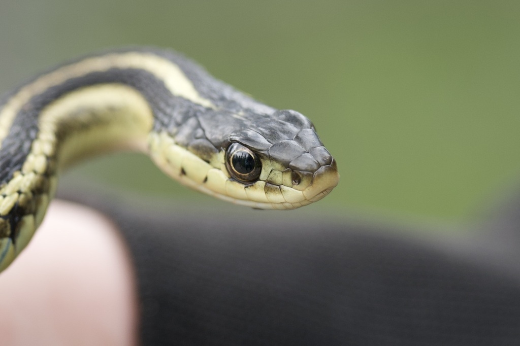 Eastern Garter Snake from Beltrami County, MN, USA on July 22, 2024 at ...