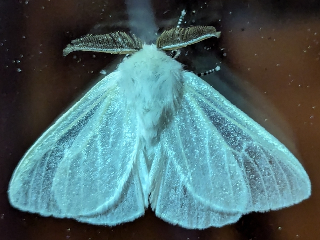 White Satin Moth from Saint-Pierre 97500, Saint-Pierre-et-Miquelon on ...