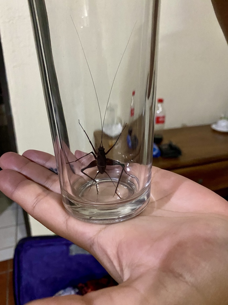 Spider Crickets and Allies from Liberia, Guanacaste, CR on August 3 ...