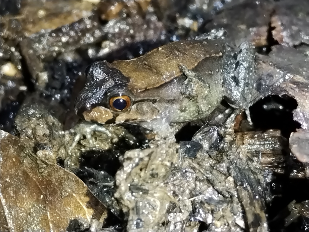 Savage's Thin-toed Frog from El Rodeo on August 2, 2024 at 08:17 PM by ...