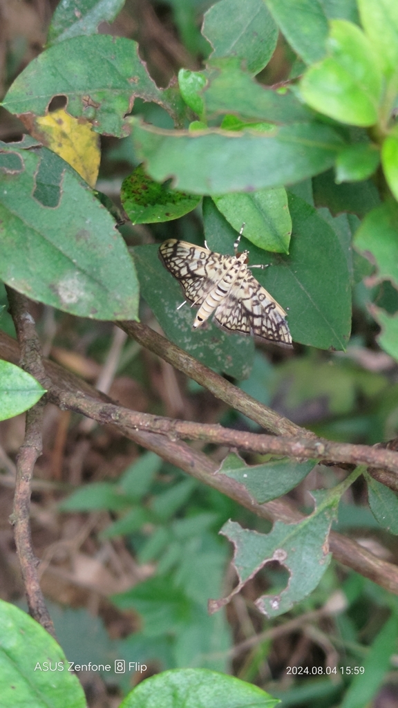 Cotton Leaf Roller from 236台灣新北市土城區清化里 on August 04, 2024 at 03:58 PM by 陳文彬 · iNaturalist