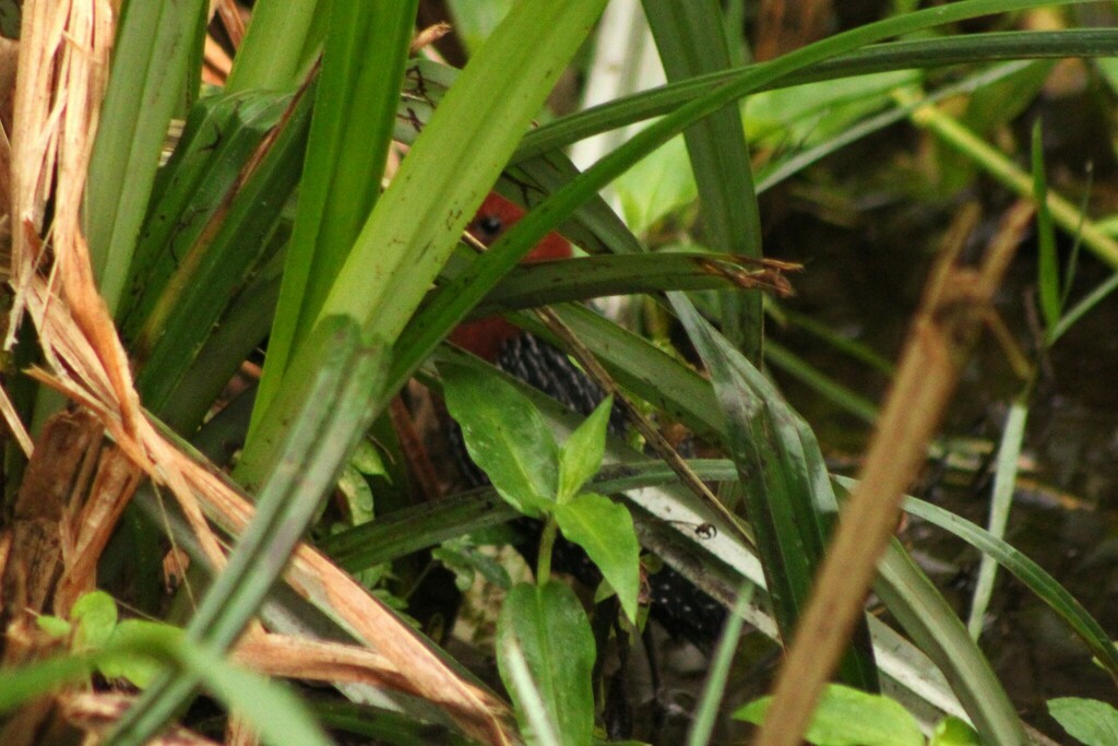 Red-chested Flufftail from Hawaan, Blackburn, 4319, South Africa on ...