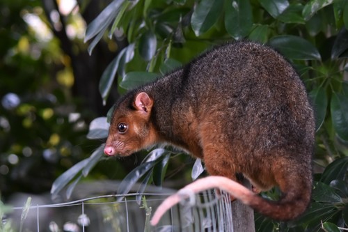 Common Ringtail Possum (Spotlighting in the Sutherland Shire) · iNaturalist