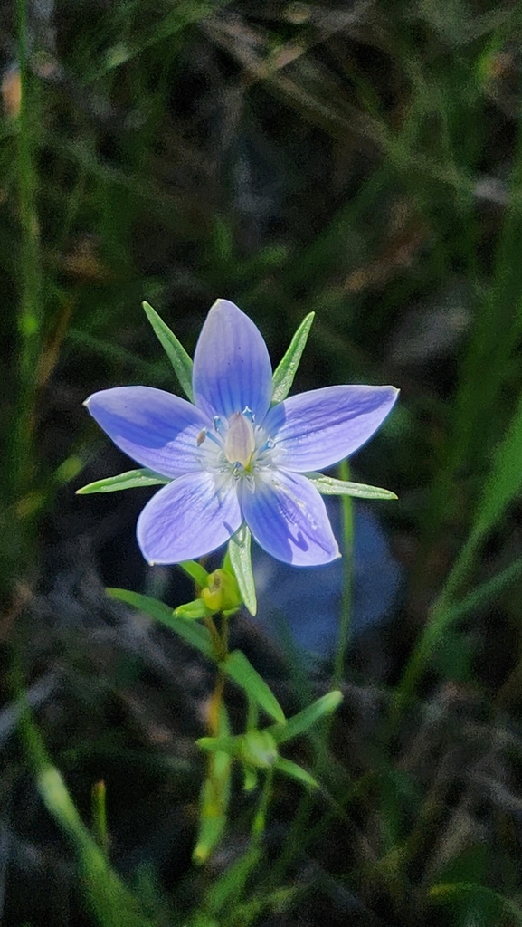 blue feltwort from Alag-Erdene, Khovsgol lake, MN-HG, MN on August 3 ...