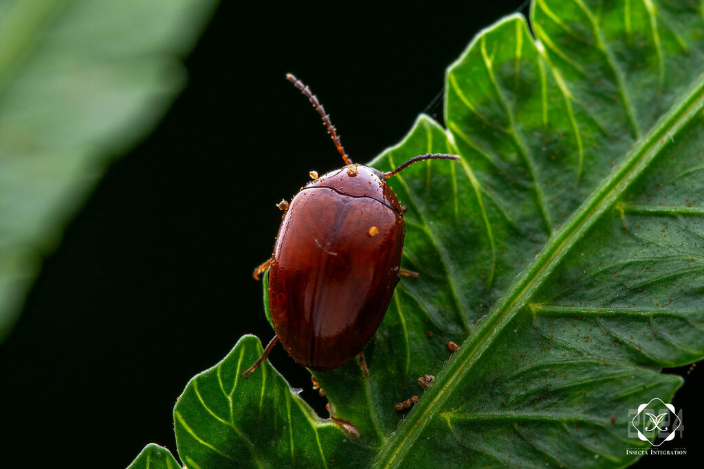 Water, Rove, Scarab, Long-horned, Leaf, and Snout Beetles from ...