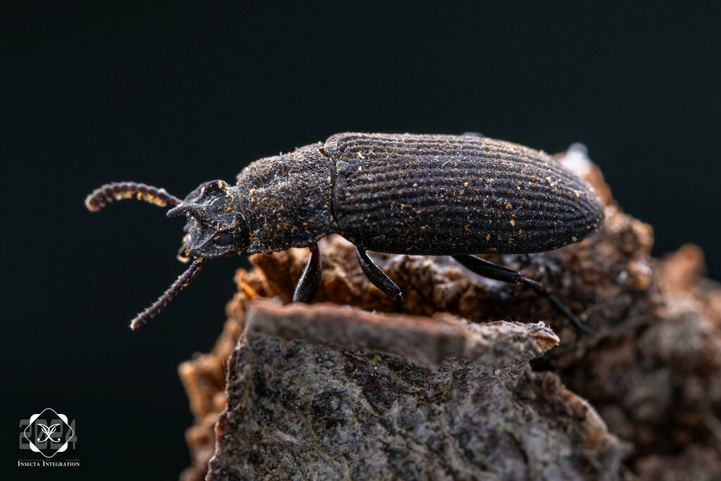 Cryphaeus from 中国海南省乐东黎族自治县 on July 27, 2024 at 10:47 PM by Winsten ...