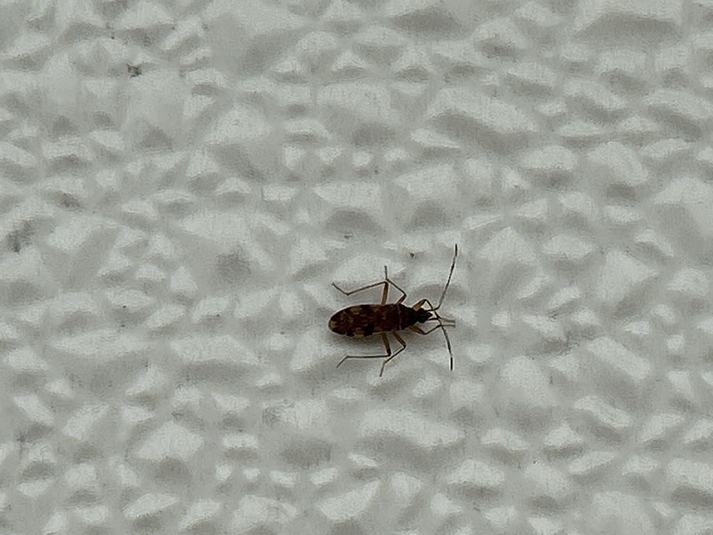 Ozophora picturata from Alpha Ridge Park, Marriottsville, MD, US on ...
