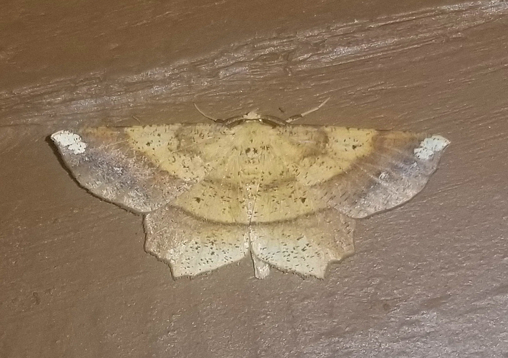 Deep Yellow Euchlaena Moth from Fentress County, TN, USA on August 3 ...
