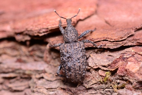 Genus Niphades · iNaturalist