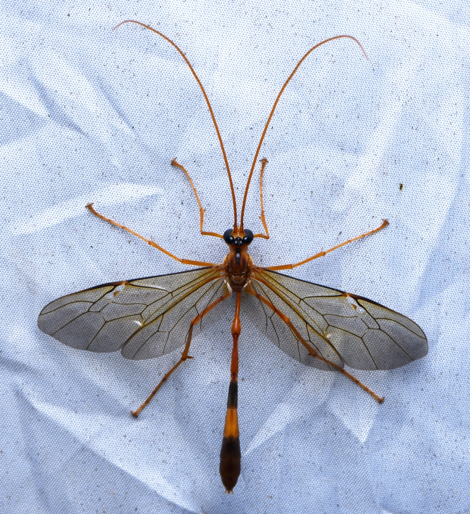 Short-tailed Ichneumonid Wasps from Linxiang District, Lincang, Yunnan ...