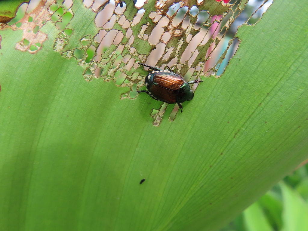 Japanese Beetle from Garden on August 4, 2024 at 11:23 AM by Logan ...