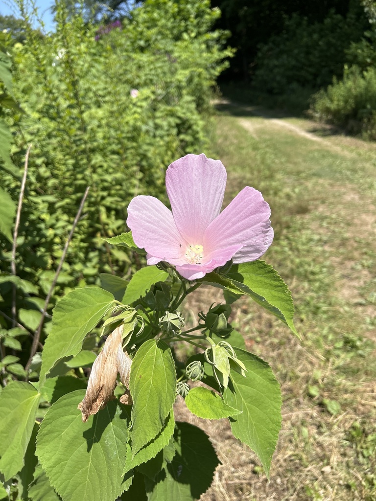 swamp rose mallow from Rocky Ridge Dr, Akron, OH, US on July 28, 2024 ...