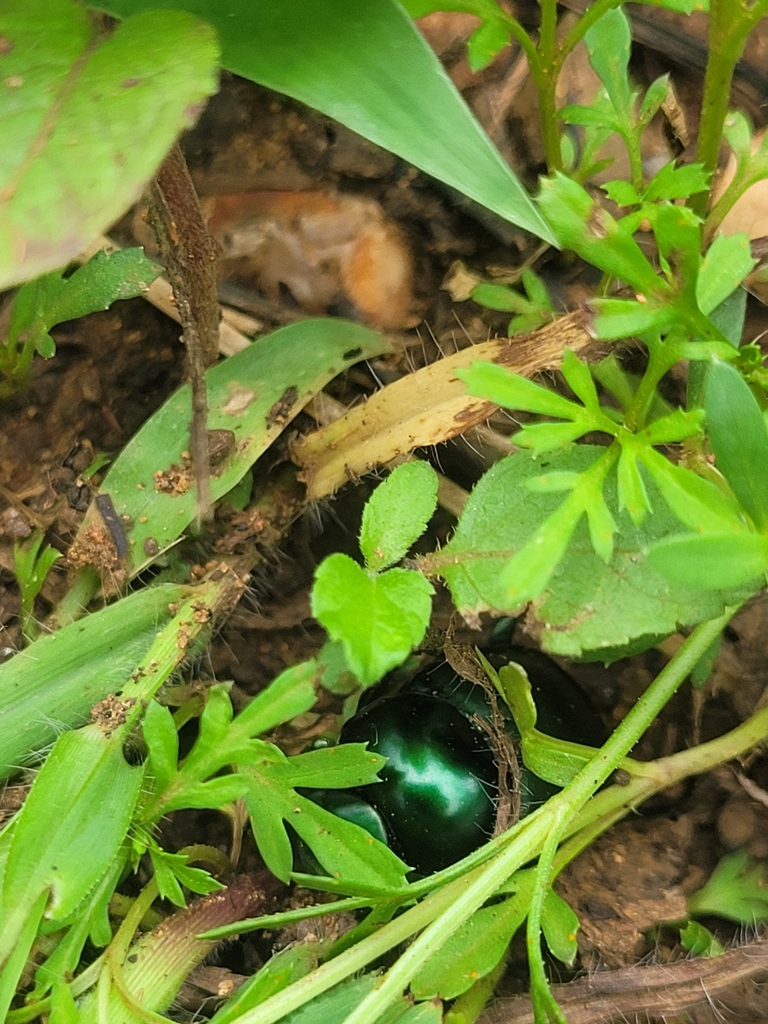 Water, Rove, Scarab, Long-horned, Leaf, and Snout Beetles from 48564 ...