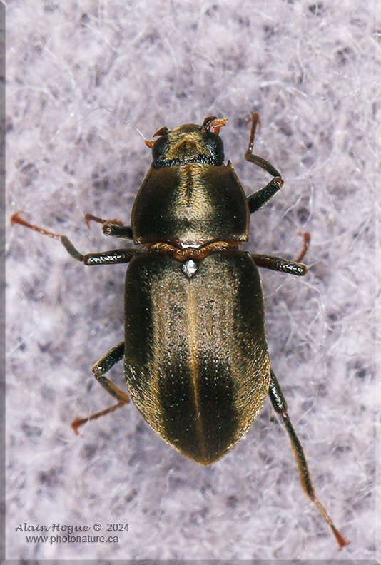 Contrasted Long-toed Water Beetle from Ormstown, QC, Canada on August ...